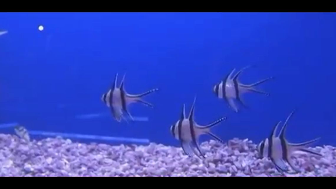 Do Fish Have Feelings? | myfoxzone.com