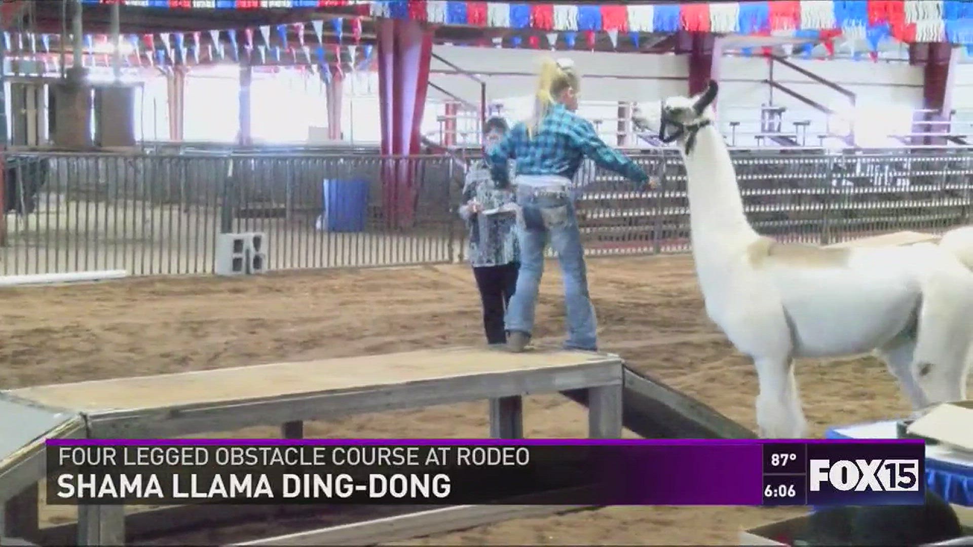 Shama Llama Ding-Dong: Four-legged Obstacle Course at Rodeo | myfoxzone.com