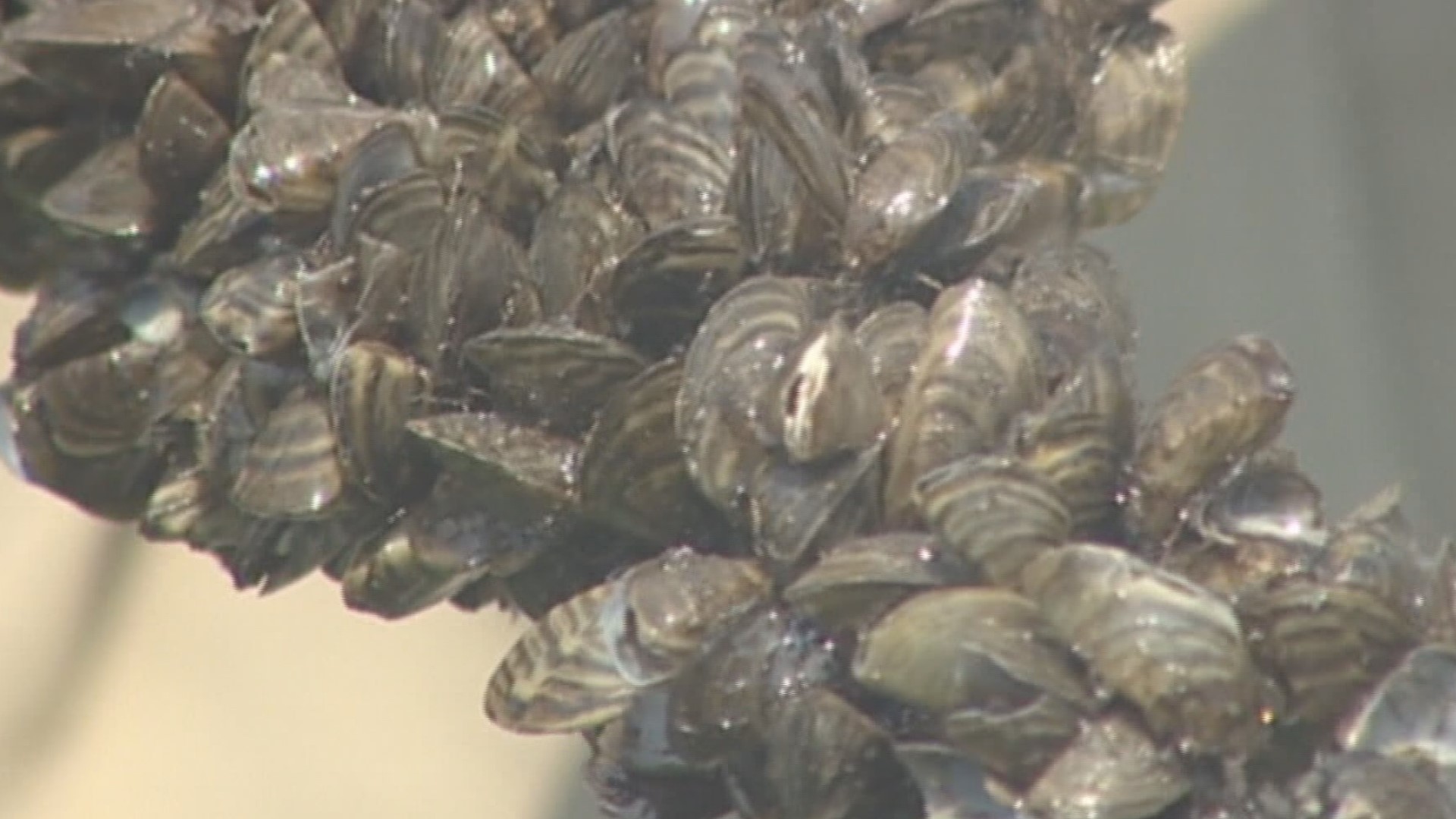 TPWD: O.H. Ivie Lake fully 'infested' with zebra mussels | myfoxzone.com