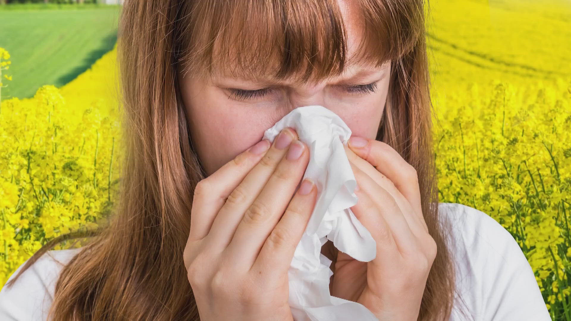 What is cedar fever? | myfoxzone.com