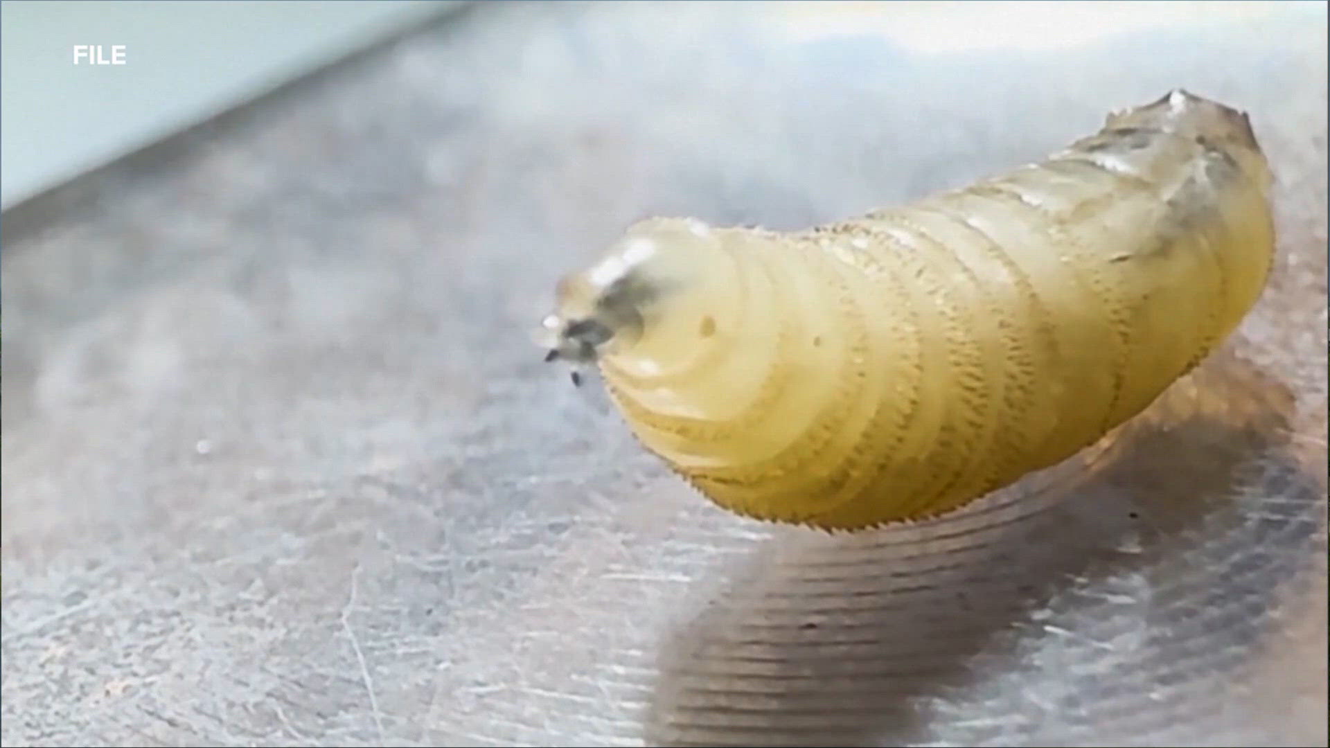 Governor Abbott activates Emergency Operations as screwworm cases rise ...