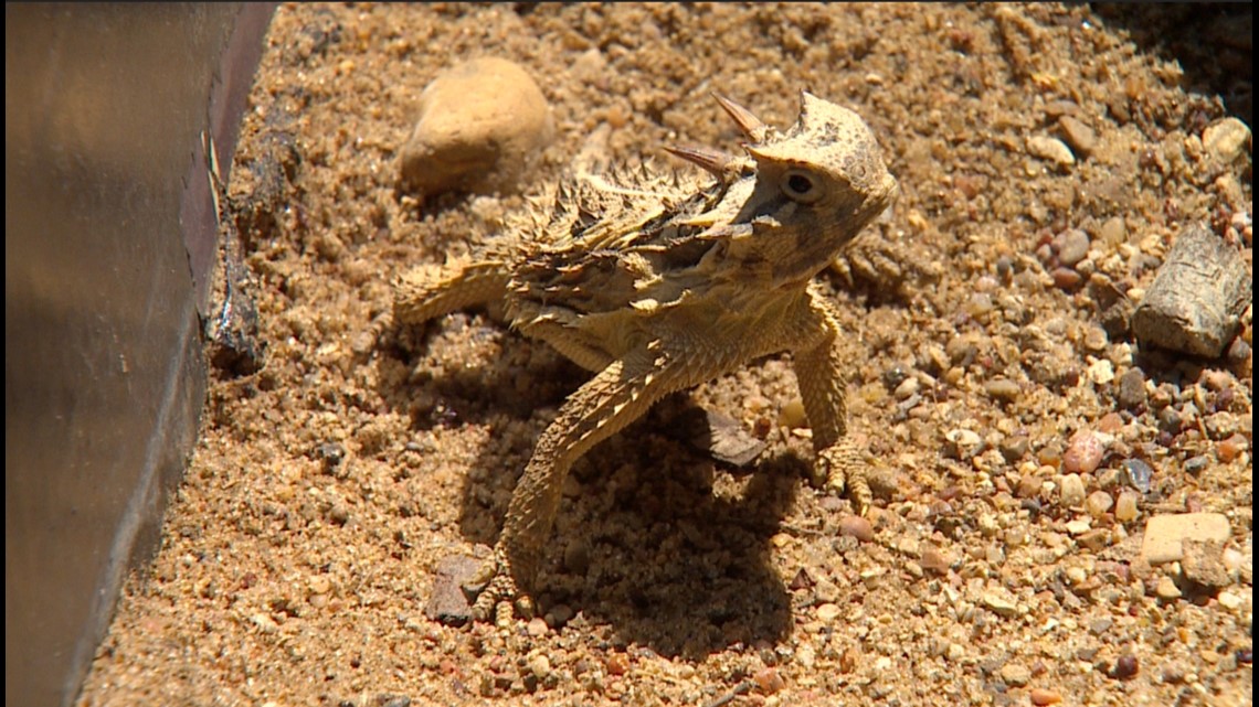 Zoo celebrates hundreds of hatchlings for threatened TCU mascot ...