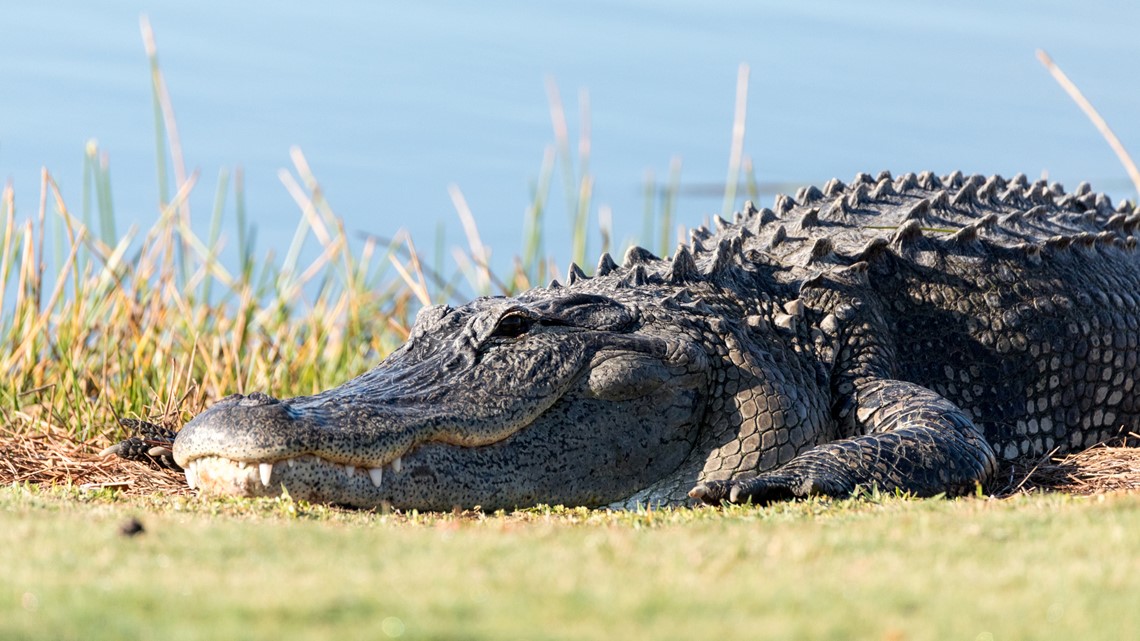 Abilene game warden finds 5 baby gators in Hamlin family's pool