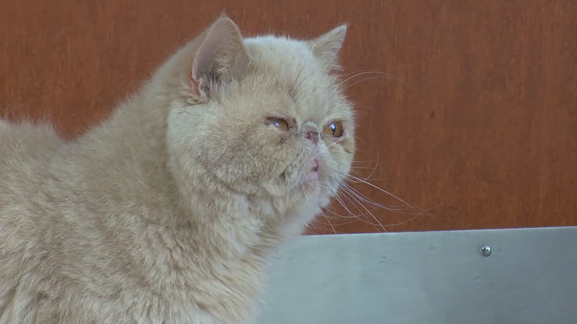 PETA says locker room cat 'Pudge' should stay home from games ...